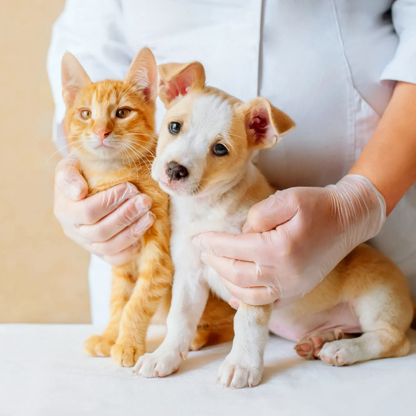 Community Animal Clinic - Society for the Prevention of Cruelty to ...