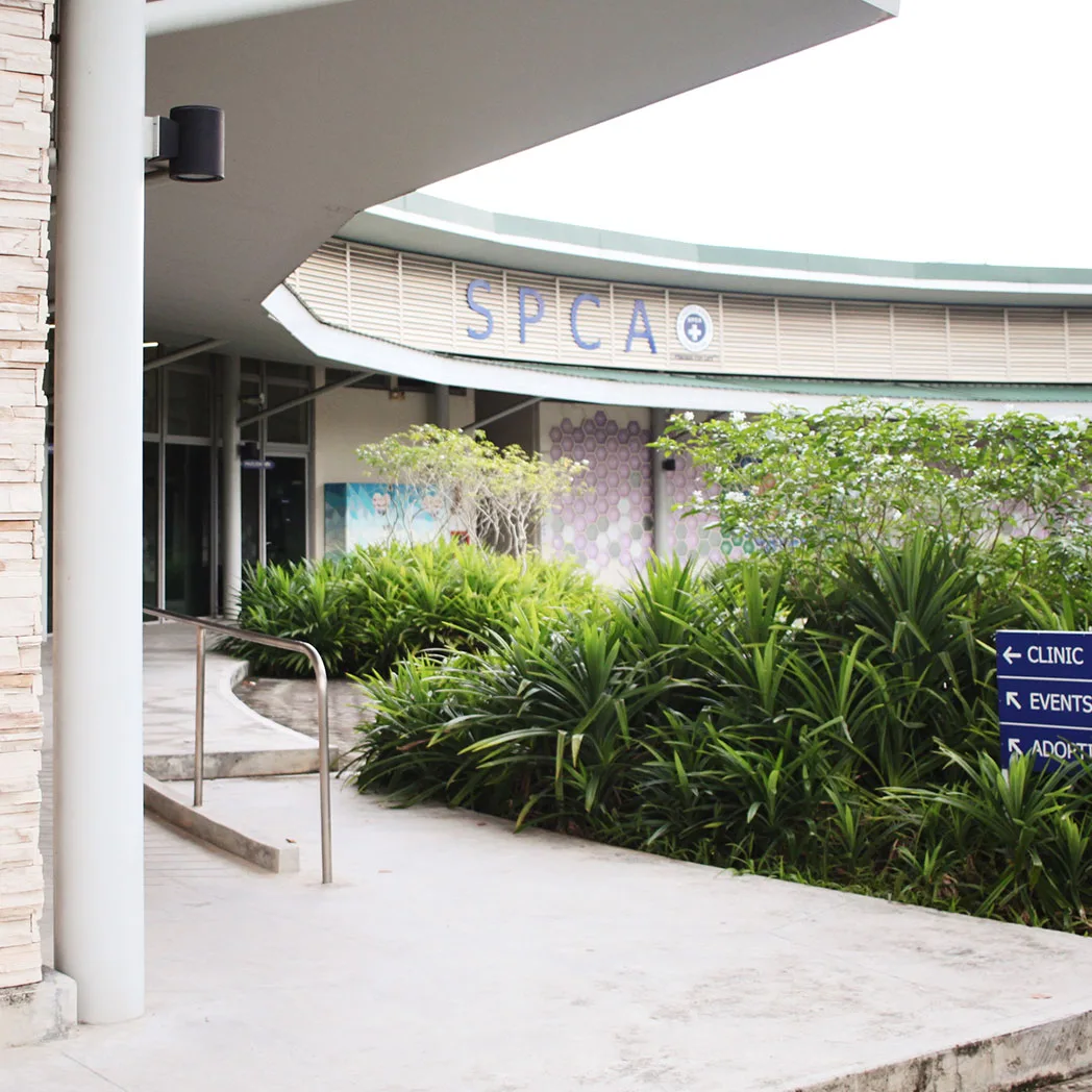 Fact or Fiction: 5 Myths About the SPCA - Society for the Prevention of ...